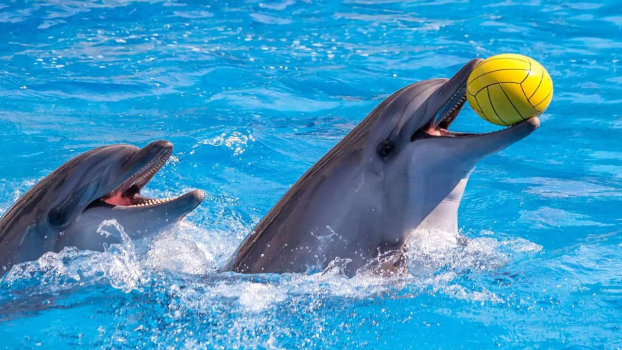 Dolphin Show in Hurghada | Egyptian Tours Empire