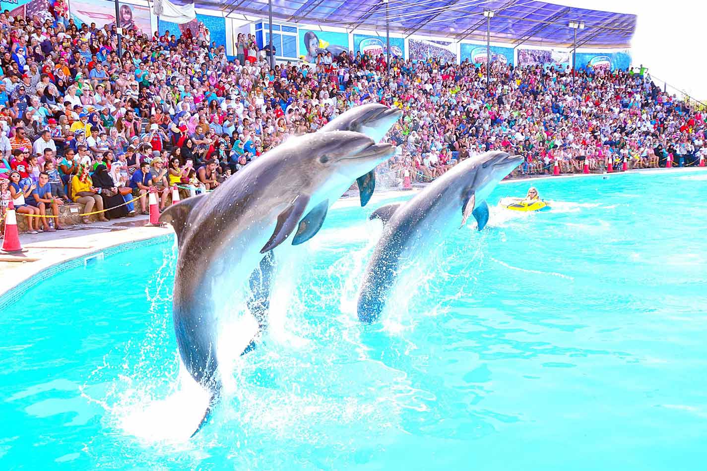 Dolphin Show in Sharm El Sheikh | Egyptian Tours Empire