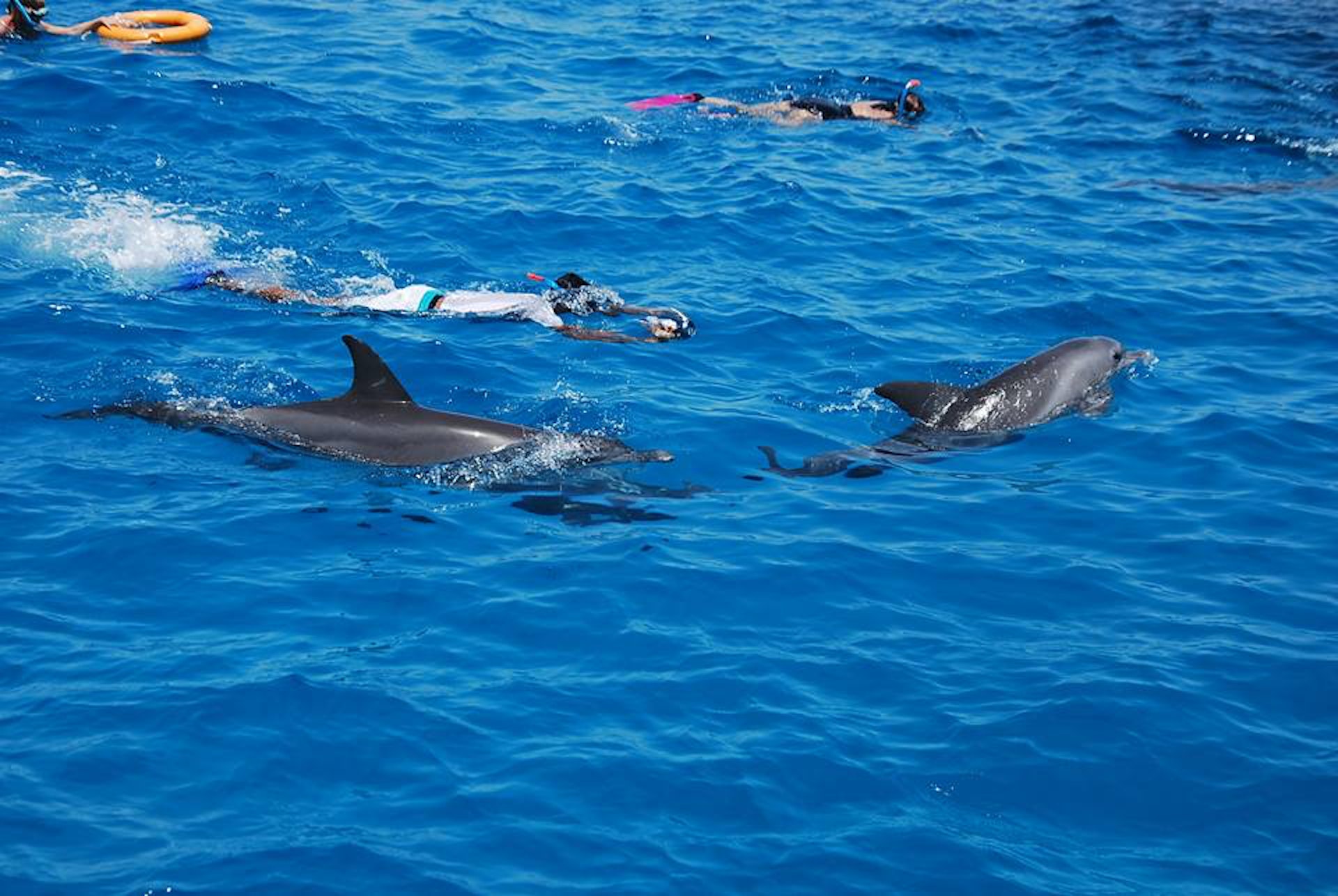 Swimming with Wild Dolphins in Hurghada (05 Min.) | Egyptian Tours Empire